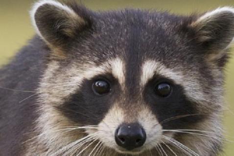 Pest Exterminator Rockaway Park, NY | Pest Exterminator 11694 | Above ...